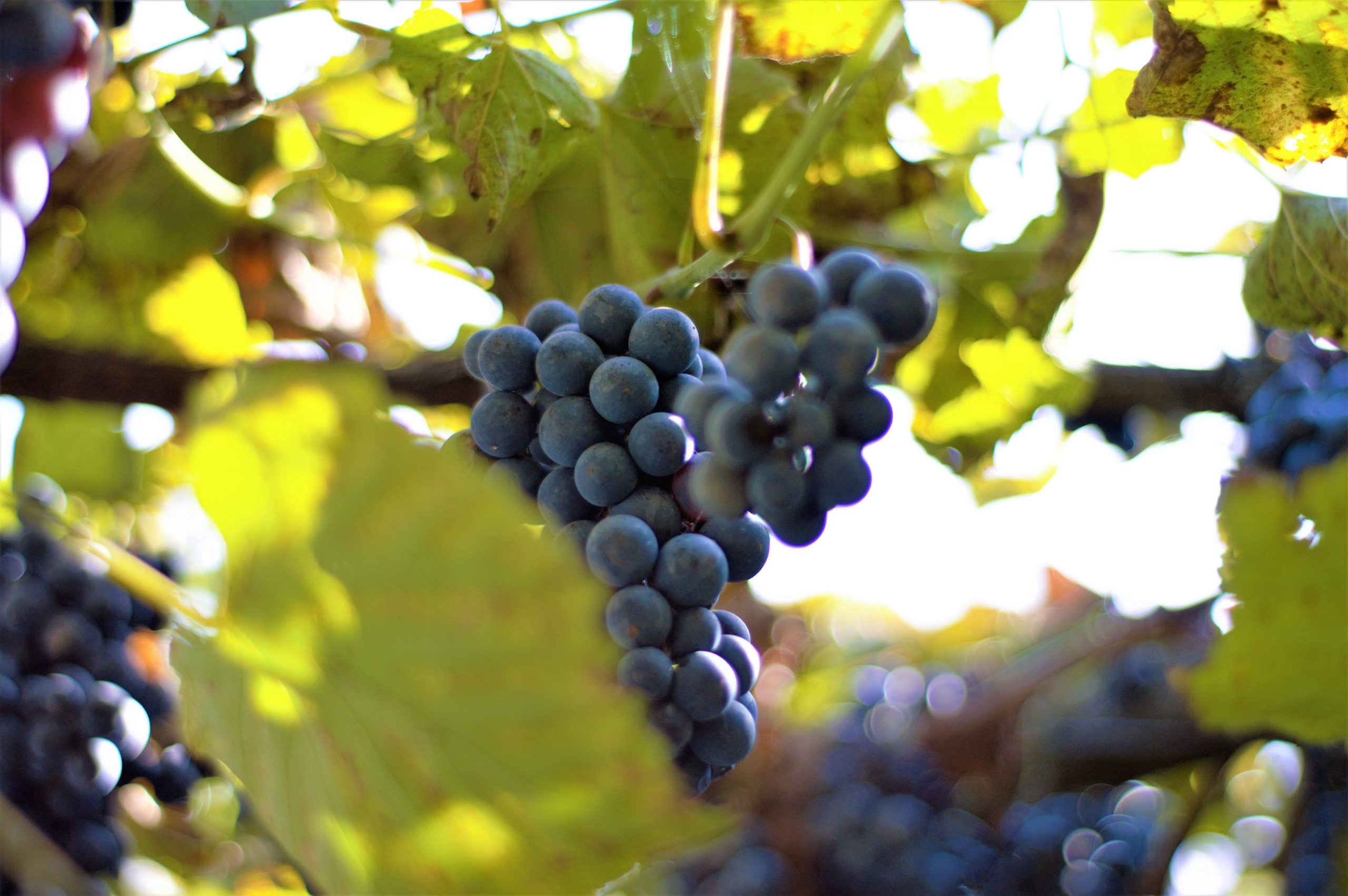 struguri2 scaled - STANCRISTINA.COM